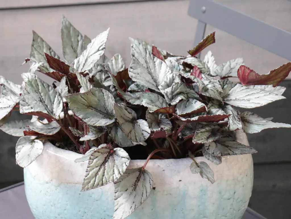 Buy Begonia 'Arctic Breeze' Online | Free Shipping NZ Wide