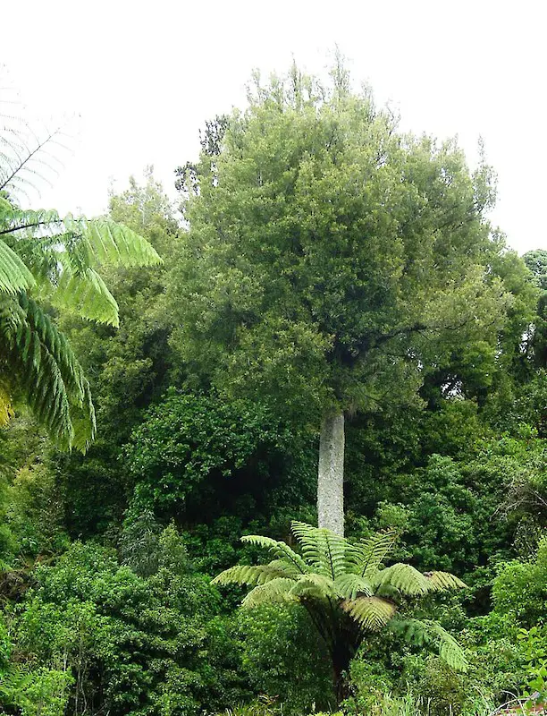 Buy Beilschmiedia tawa (Tawa Trees) | Free Shipping NZ Wide