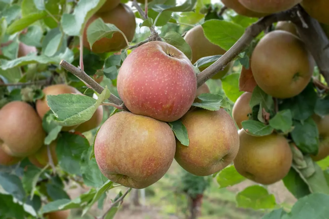 Buy Apple Belle De Boskoop Plants | Free Shipping Over $150