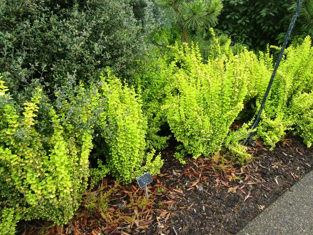 Buy Berberis thunbergii Maria Plants | Free Shipping Over $150