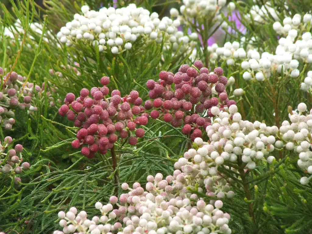 Buy Berzelia rubra Plants Online