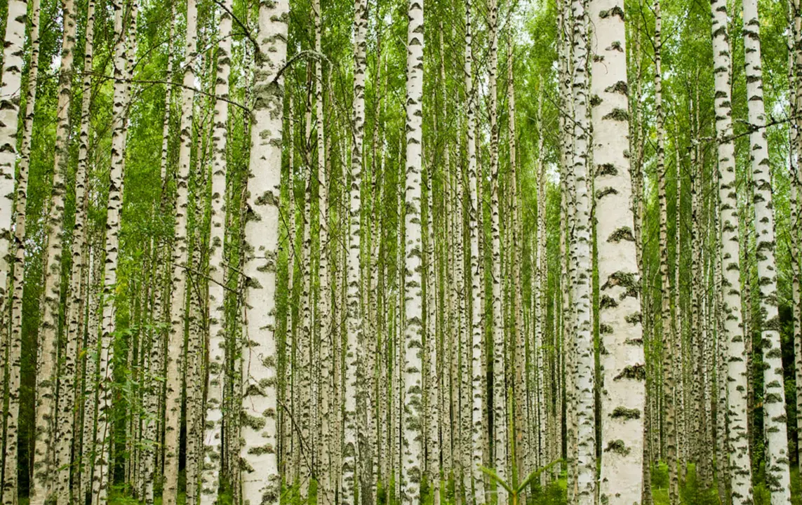 Buy Betula utilis Plants | Free Shipping Over $150