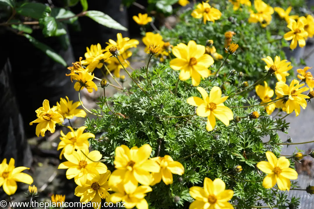 Buy Bidens ferulifolia Plants Online
