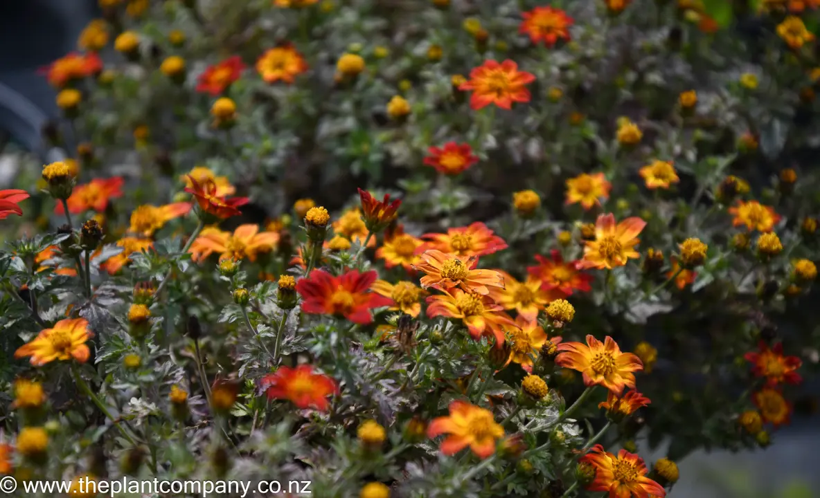 Buy Bidens Mini Bee Plants | Free Shipping Over $150