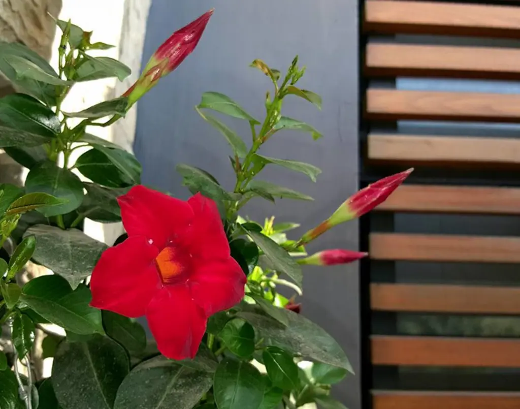Buy Bignonia cherere Plants Online | Free Shipping NZ Wide