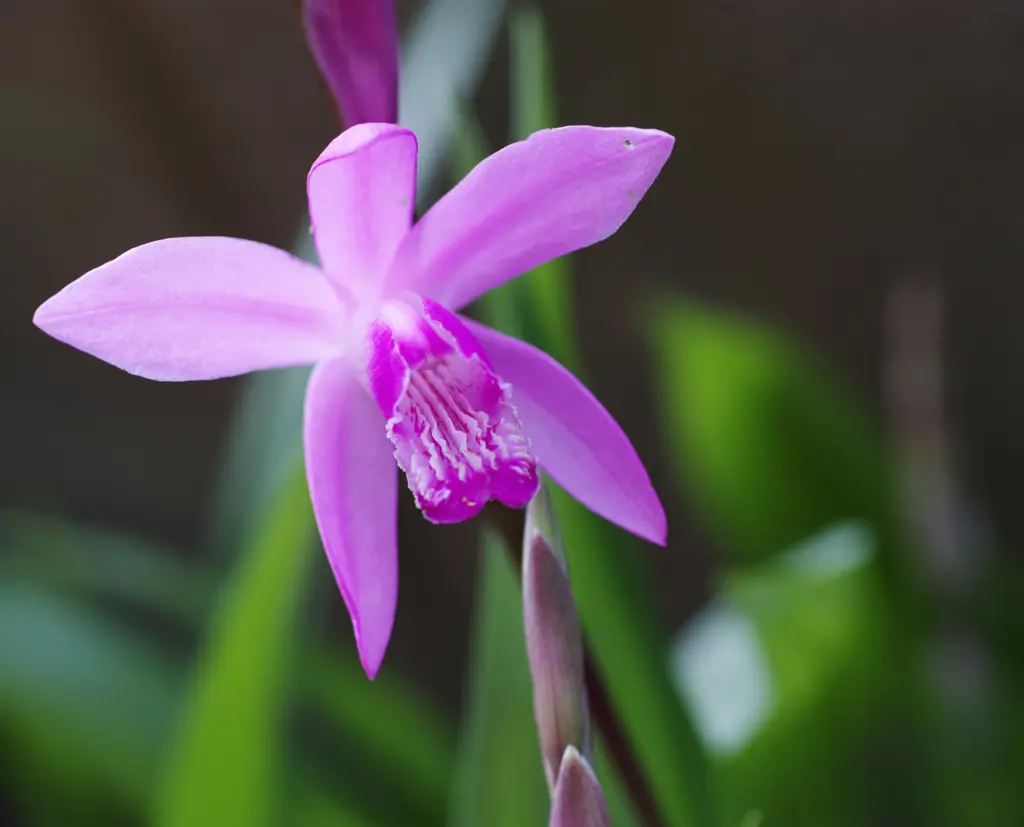 Buy Bletilla striata Plants Online | Free Shipping NZ Wide