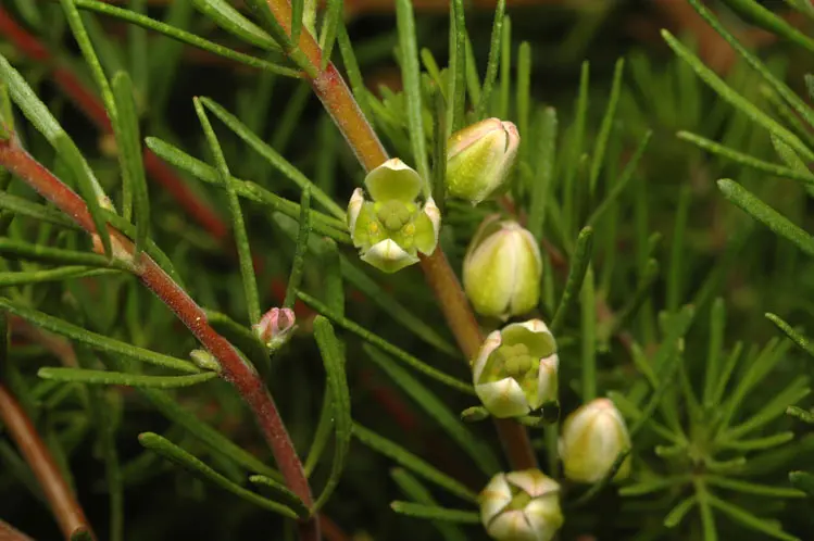 Buy Boronia clavata Plants | Free Shipping Over $150