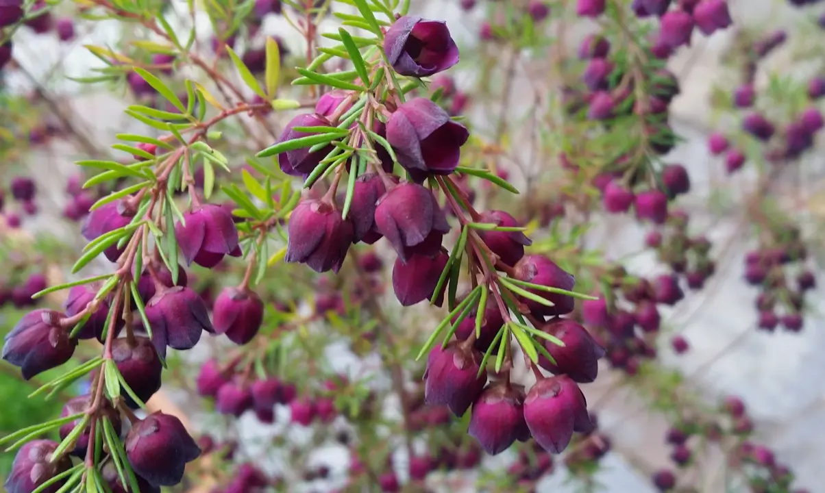 Buy Boronia Purple Jared Plants | Free Shipping Over $150