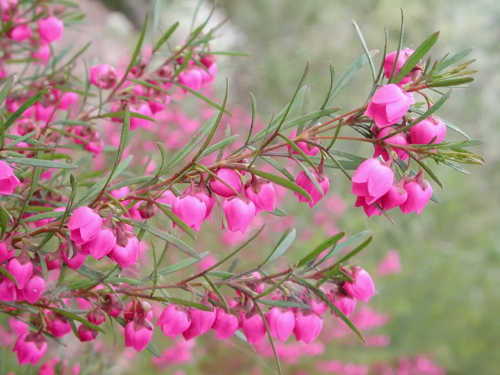 Buy Boronia Carousel Plants Online
