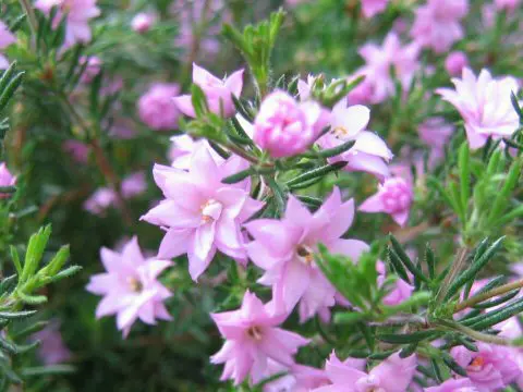 Buy Boronia Rose Blossom Plants Online