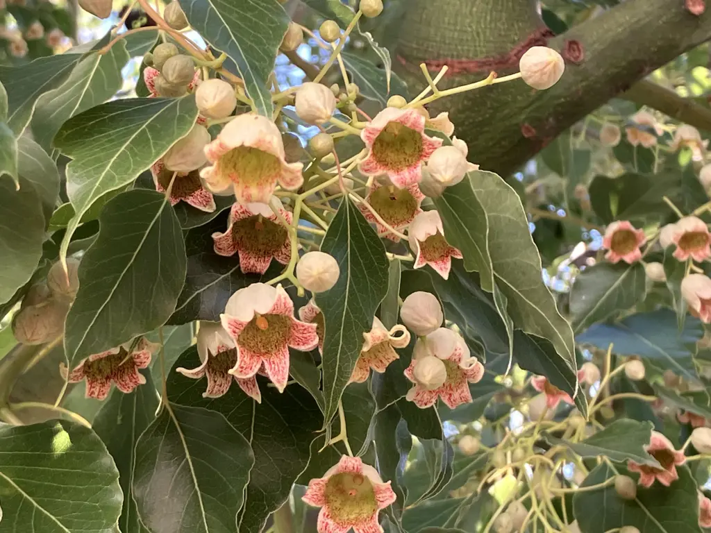 Buy Brachychiton populneus Plants Online