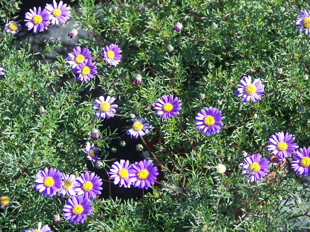 Buy Brachyscome Amethyst Plants | Free Shipping Over $150