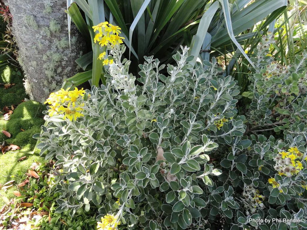 Buy Brachyglottis compacta Plants | Free Shipping Over $150