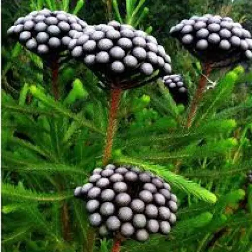 Buy Brunia albiflora Plants | Free Shipping Over $150