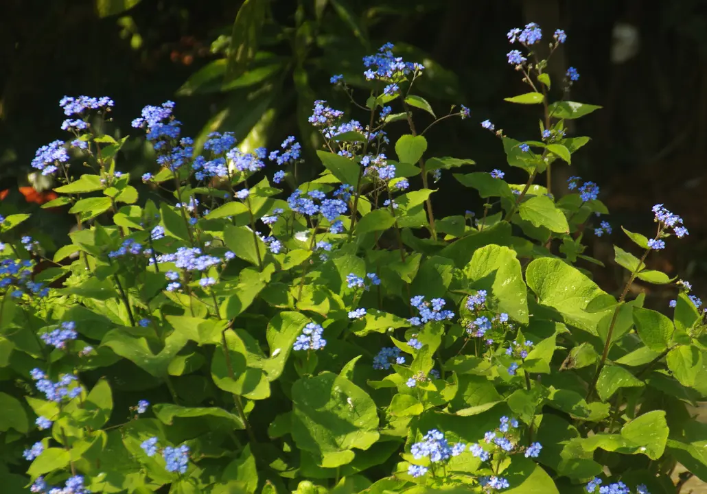 Buy Brunnera macrophylla Plants Online | Free Shipping NZ