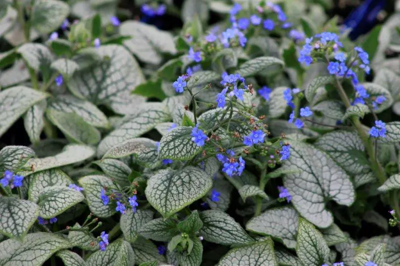 Buy Brunnera Sea Heart Plants | Free Shipping Over $150