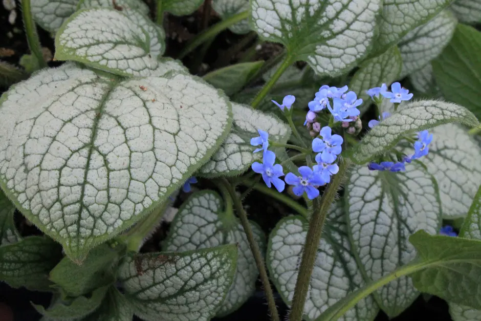 Buy Brunnera Silver Heart Plants Online | Free Shipping NZ