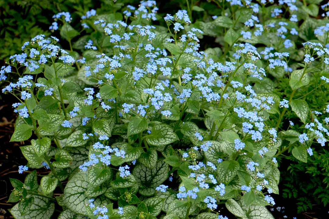 Buy Brunnera Jack Frost Plants Online | Free Shipping NZ