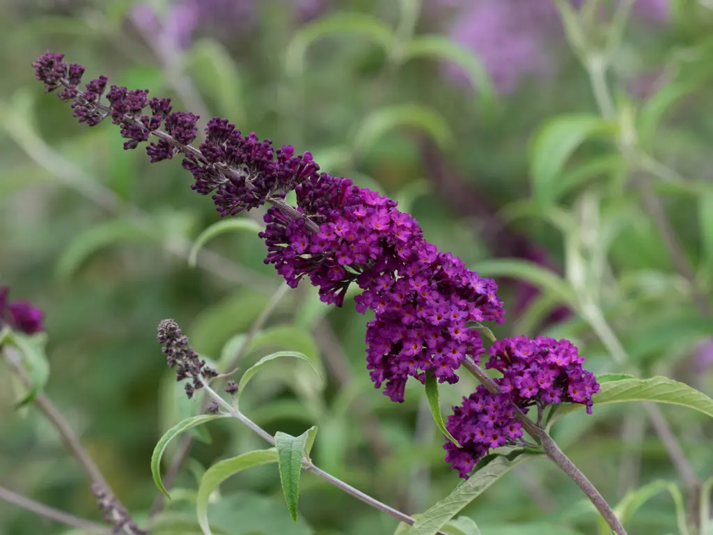 Buy Buddleia Royal Purple Plants | Free Shipping Over $150