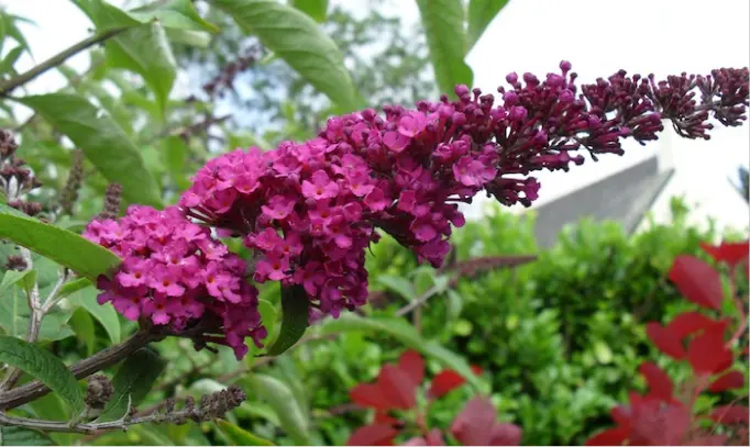 Buy Buddleia 'Royal Red' Online | Free Shipping NZ wide