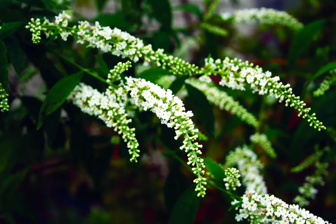 Buy Buddleia Spring Promise Plants | Free Shipping Over $150