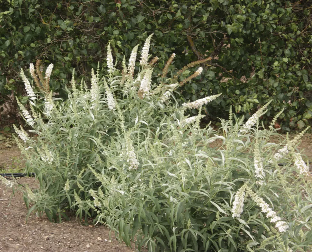 Buy Buddleia 'White Bouquet' Online | Free Shipping NZ Wide