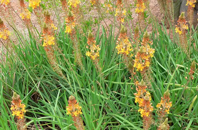 Bulbine frutescens | Free Freight Option