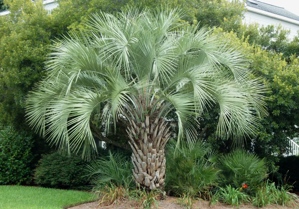Buy Butia capitata (Jelly Palm) Online | Free Shipping NZ