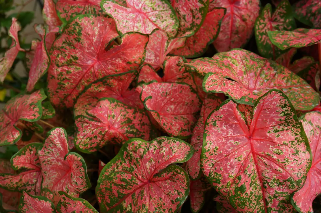 Buy Caladium Pink Beauty Plants | Free Shipping Over $150