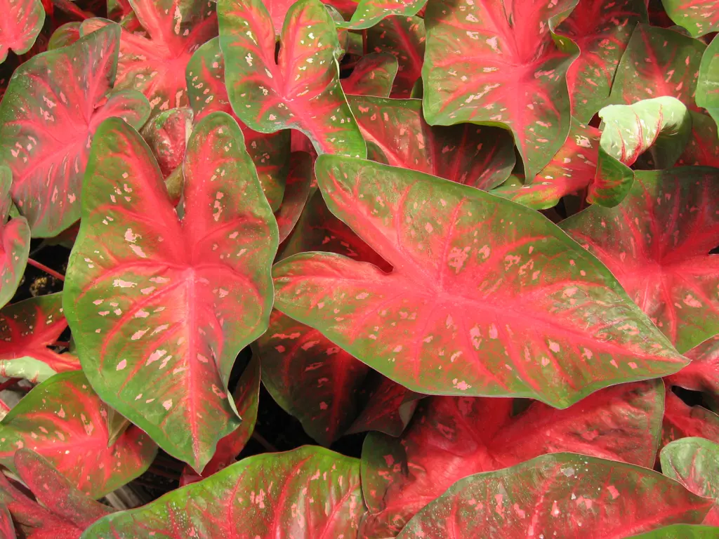 Buy Caladium Red Flash Plants | Free Shipping Over $150