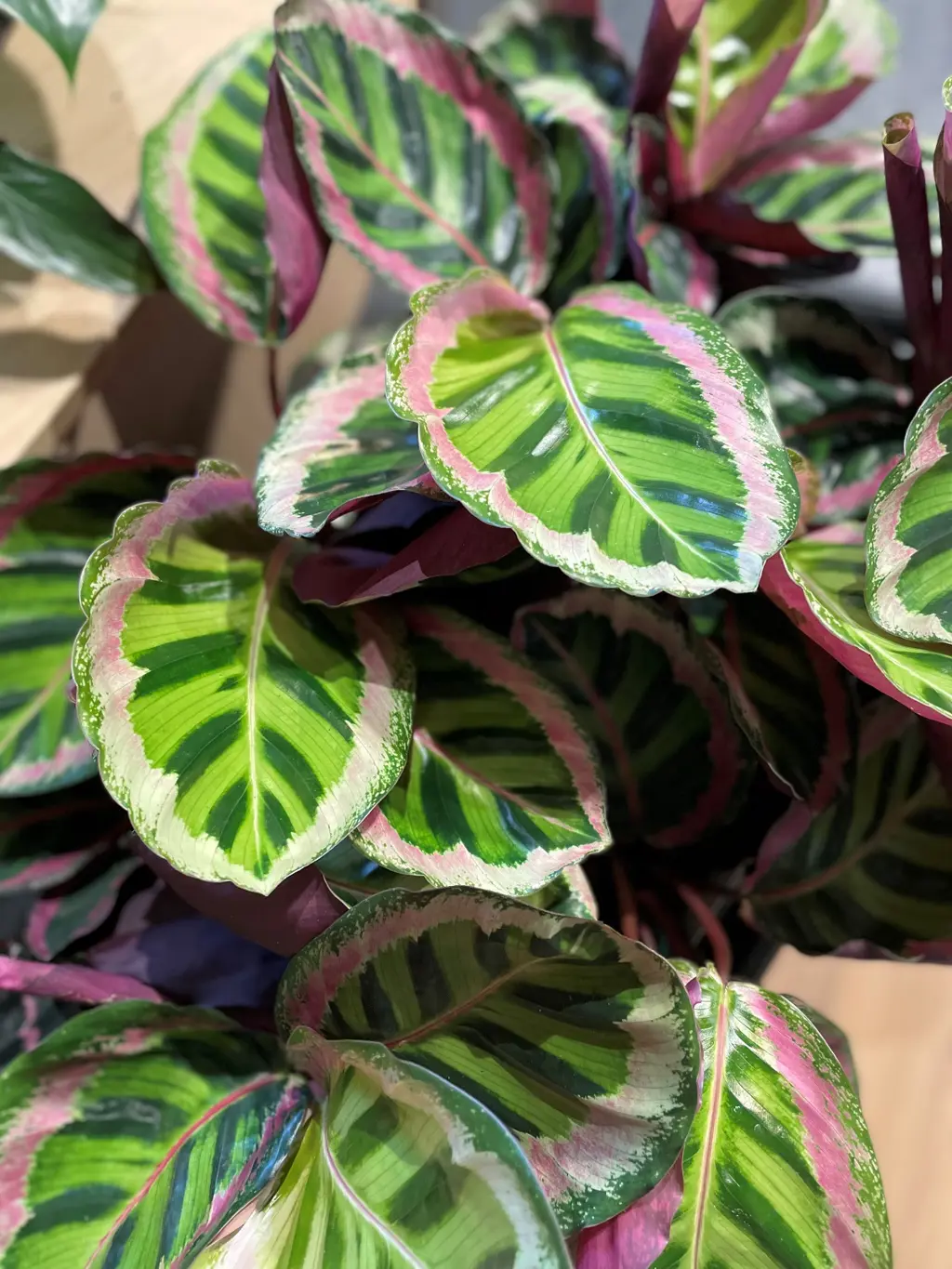 Buy Calathea 'Angela' Plants Online | Free Shipping NZ Wide