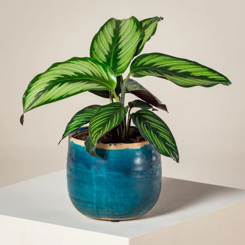 Buy Calathea Beauty Star Plants | Free Shipping Over $150