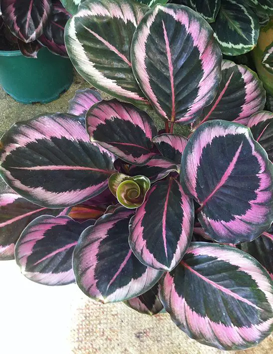 Buy Calathea Red Mojo Plants | Free Shipping Over $150