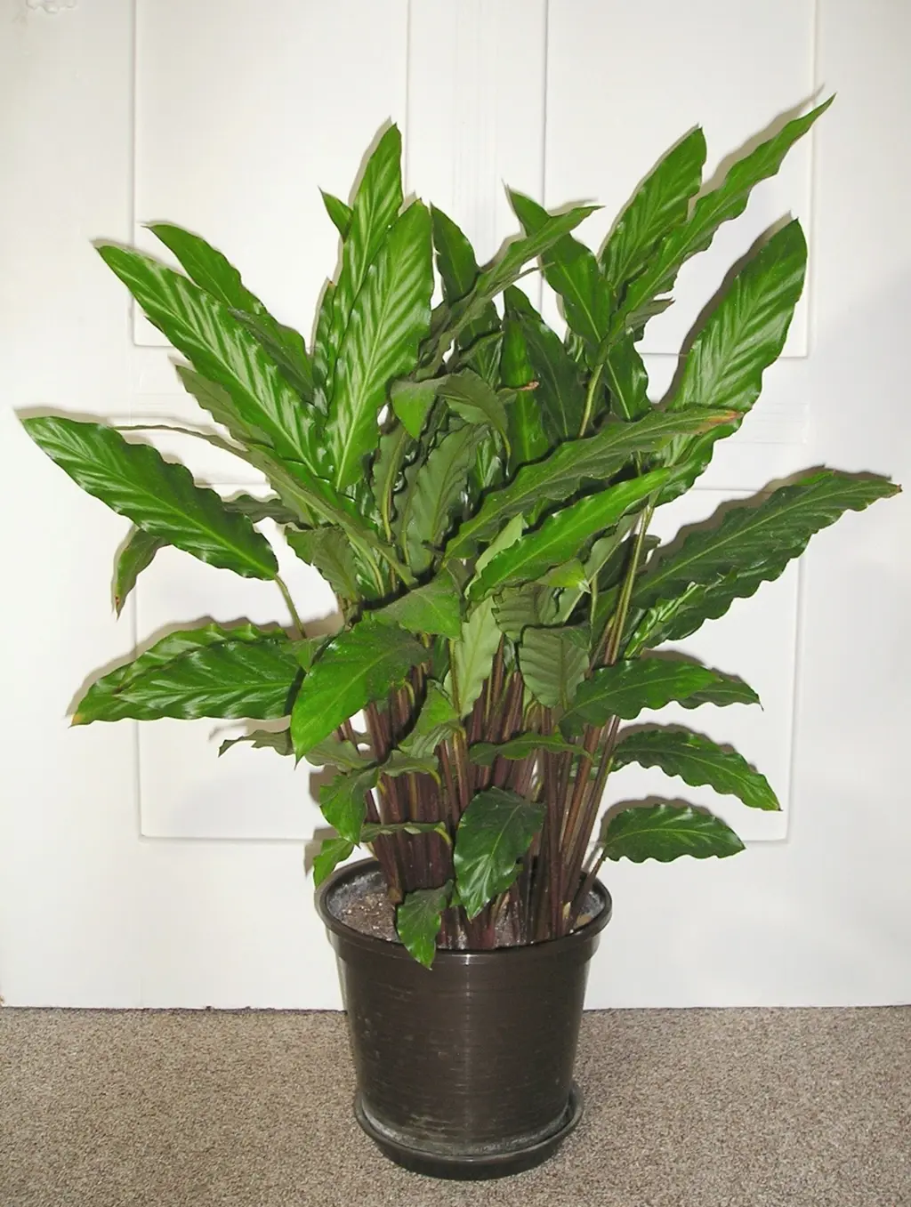 Buy Calathea rufibarba (Velvet-Leaf Calathea) Online NZ
