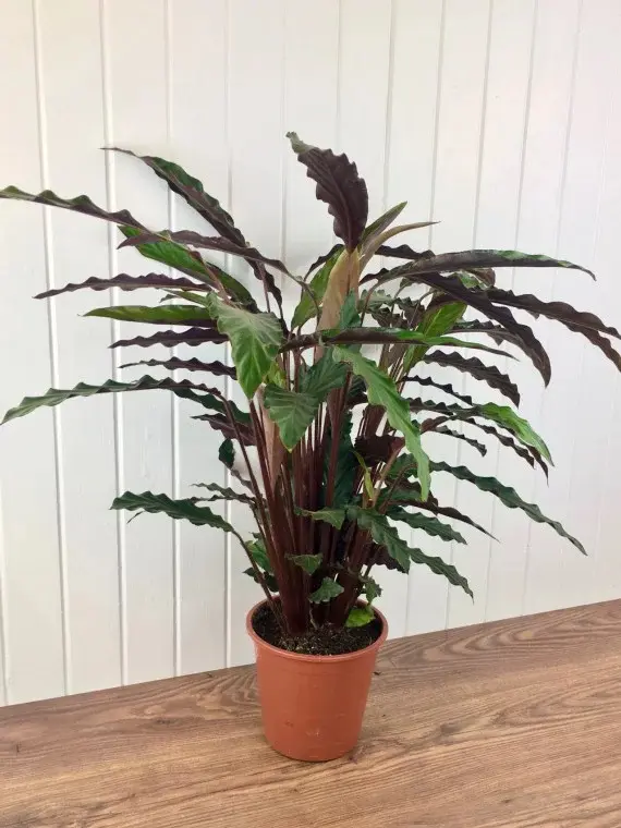 Buy Calathea rufibarba Plants | Free Shipping Over $150