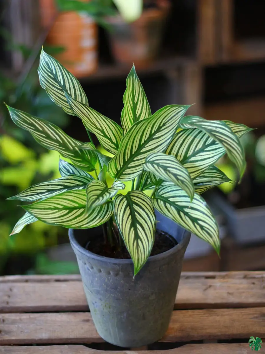 Buy Calathea vittata Plants | Free Shipping Over $150
