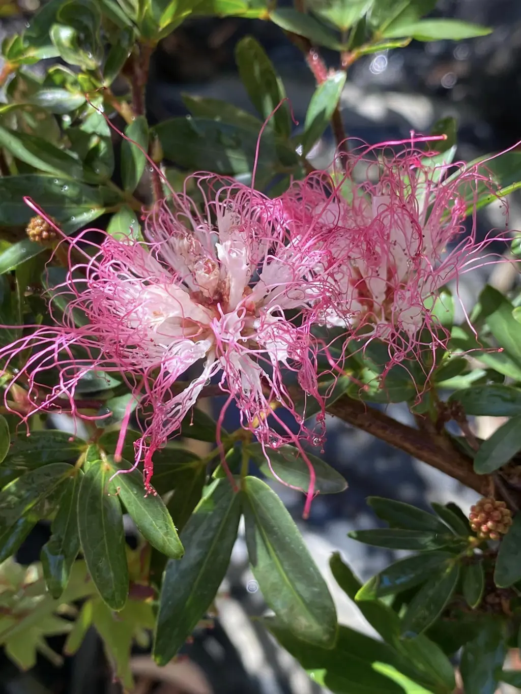 Buy Calliandra Hula Girl Plants | Free Shipping Over $150