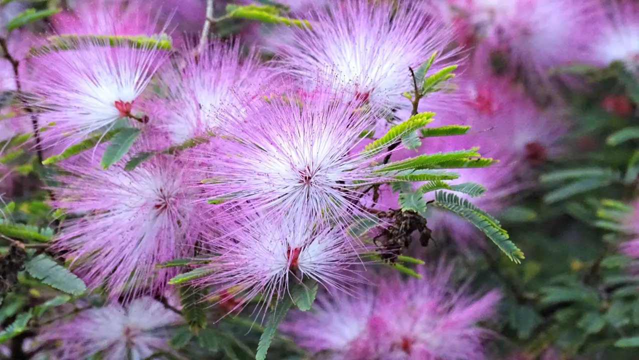 Buy Calliandra Pink Poodle Plants | Free Shipping Over $150