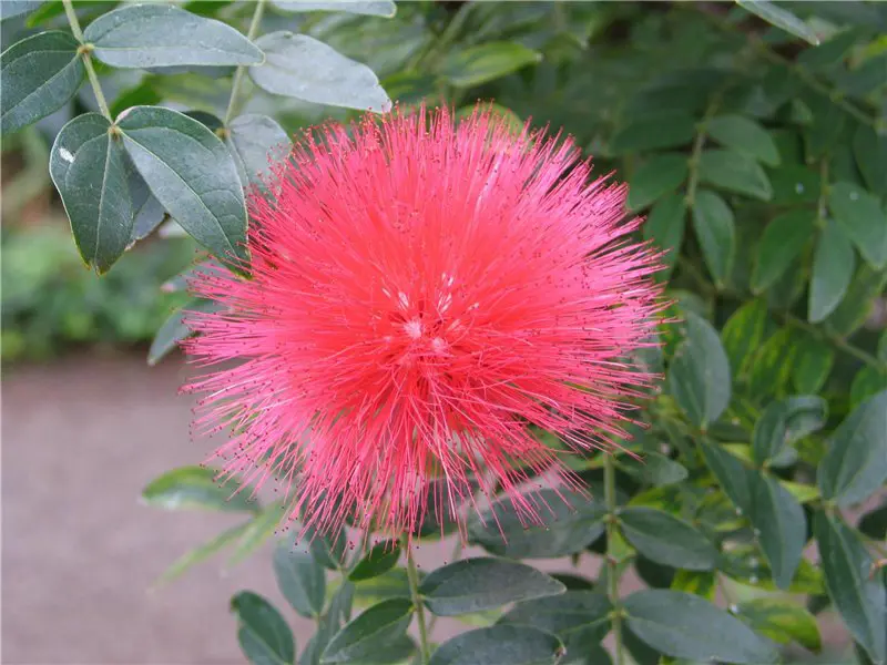 Buy Calliandra Blushing Pixie Plants Online | Free Shipping