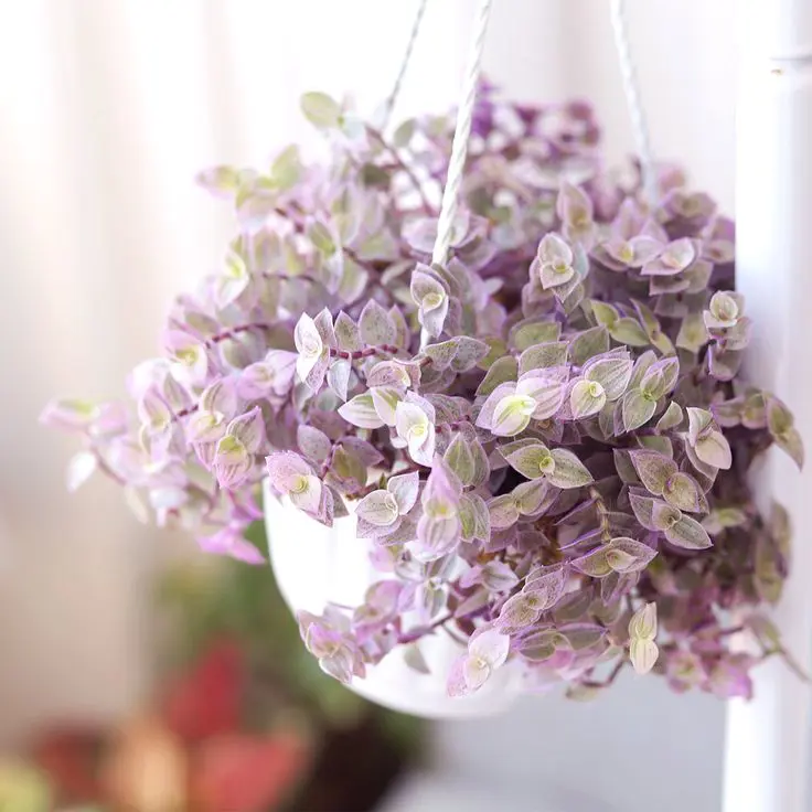 Buy Callisia repens Pink Lady Plants | Free Shipping Over $150