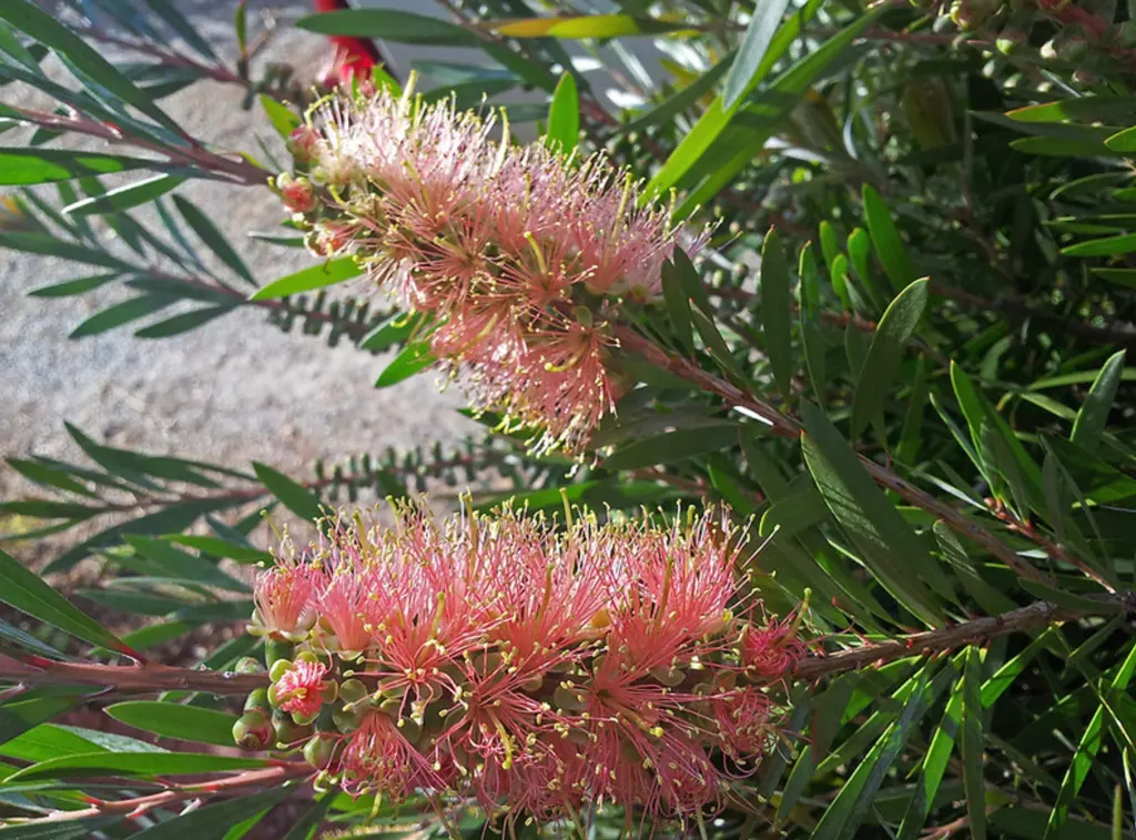 Buy Callistemon Pink Champagne Plants | Free Shipping Over $150