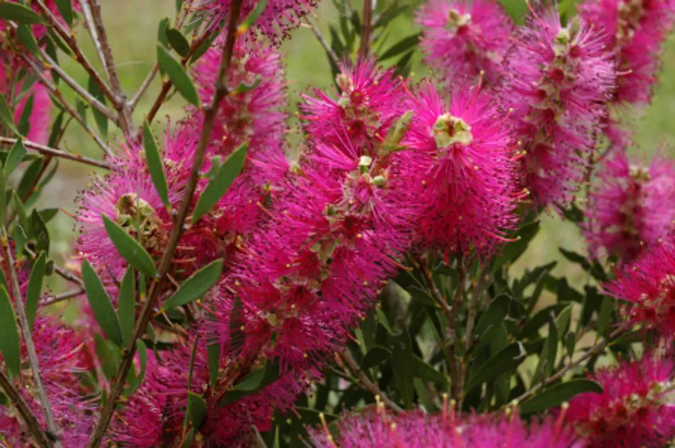 Buy Callistemon 'Purple Splendens' Plants | Free Shipping Over $150