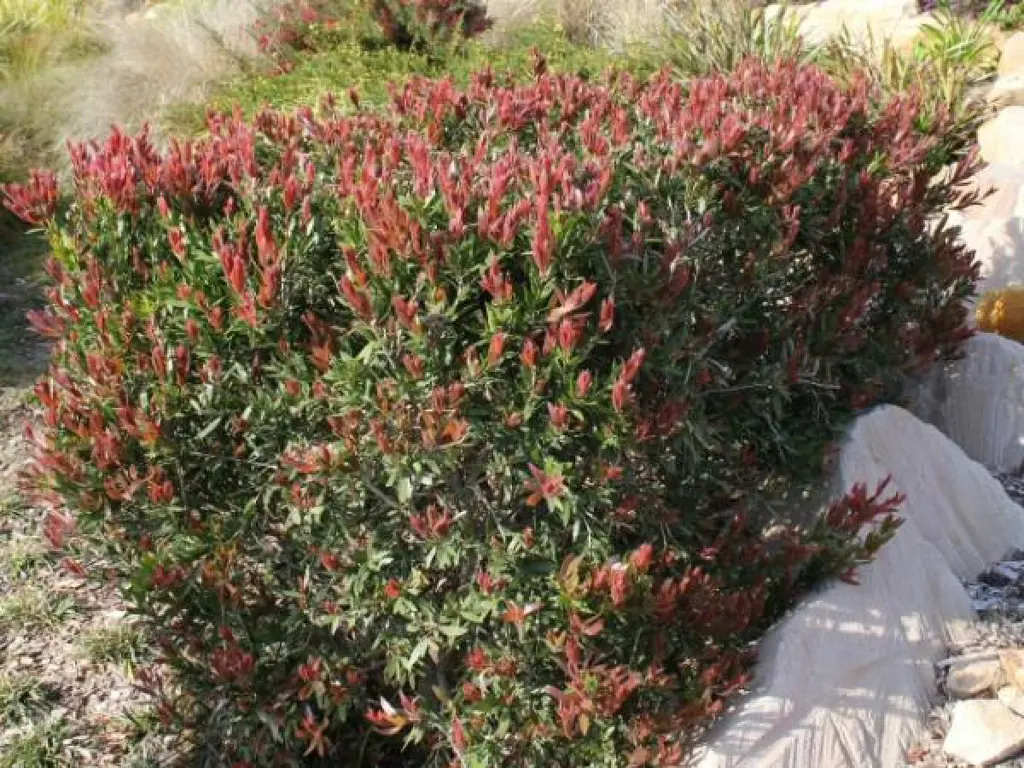 Buy Callistemon 'Red Alert' | Free Freight Over $150