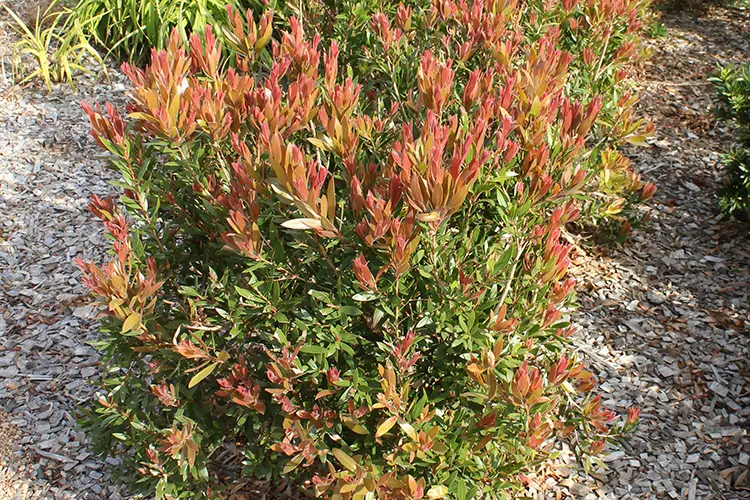 Buy Callistemon 'Red Alert' | Free Freight Over $150