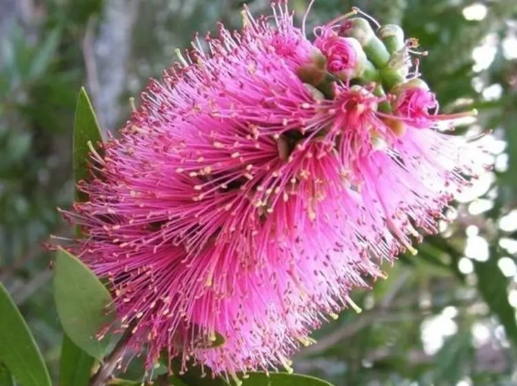 Buy Callistemon Reeves Pink Plants | Free Shipping Over $150