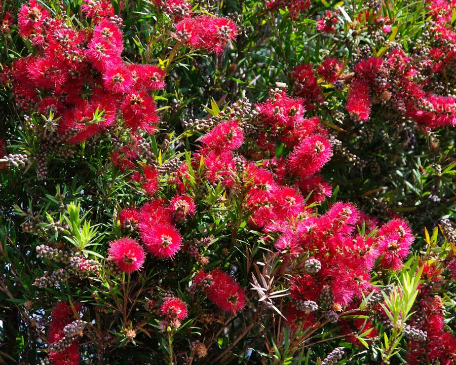 Buy Callistemon Rose Opal Plants | Free Shipping Over $150
