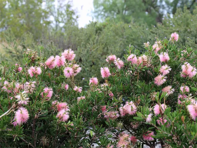 Buy Callistemon 'Sweet Burst' Plants | Free Shipping Over $150