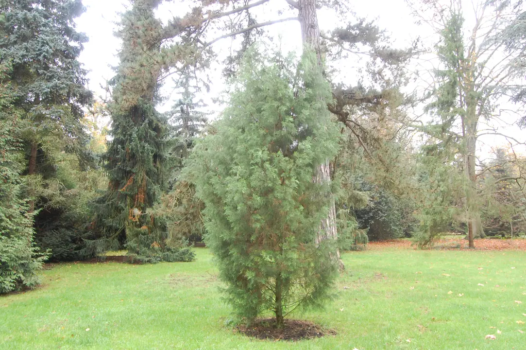 Buy Callitris rhomboidea Plants | Free Shipping Over $150