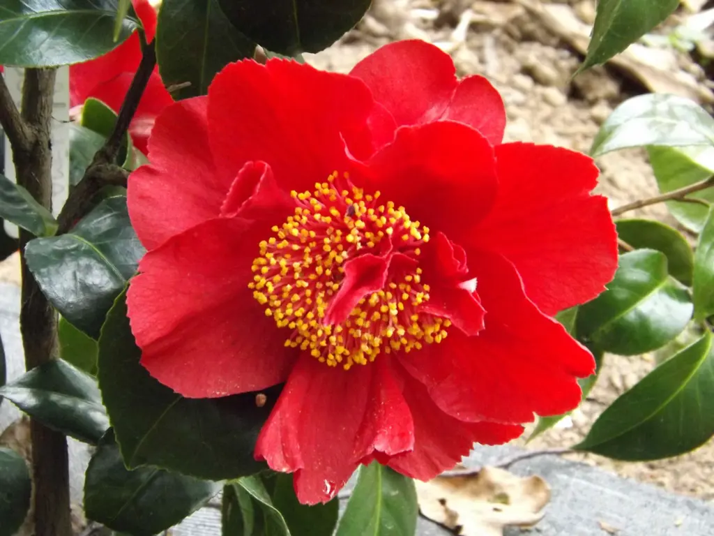 Buy Camellia Rendezvous Plants Online | Free Shipping NZ