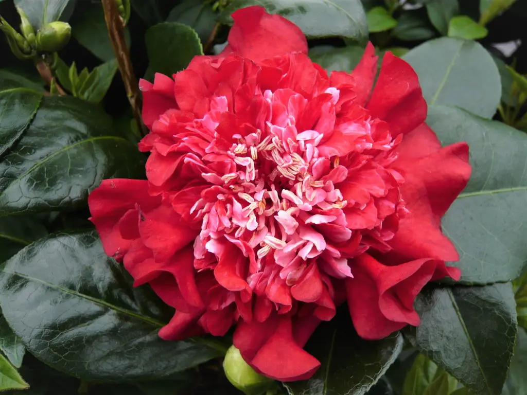 Buy Camellia Ruby Wedding Plants Online | Free Shipping NZ